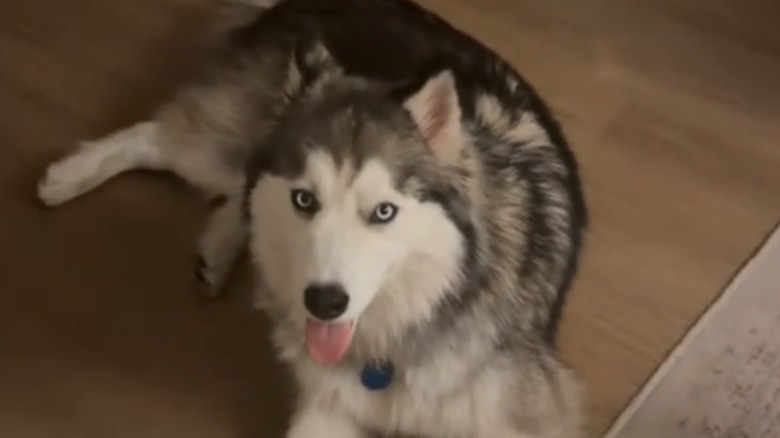Dramatic husky pouting like a little kid after being told 'no' will ...