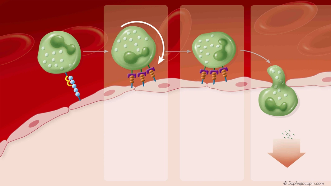 Your white blood cells decoded for everyday health