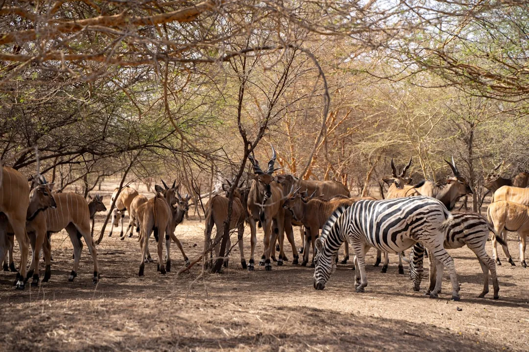 4 ethical wildlife encounters that put animal welfare first