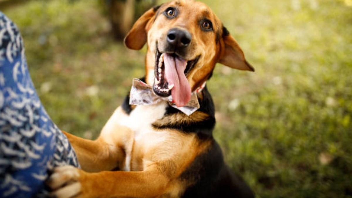 How first-time families can benefit from a mixed-breed dog, according ...