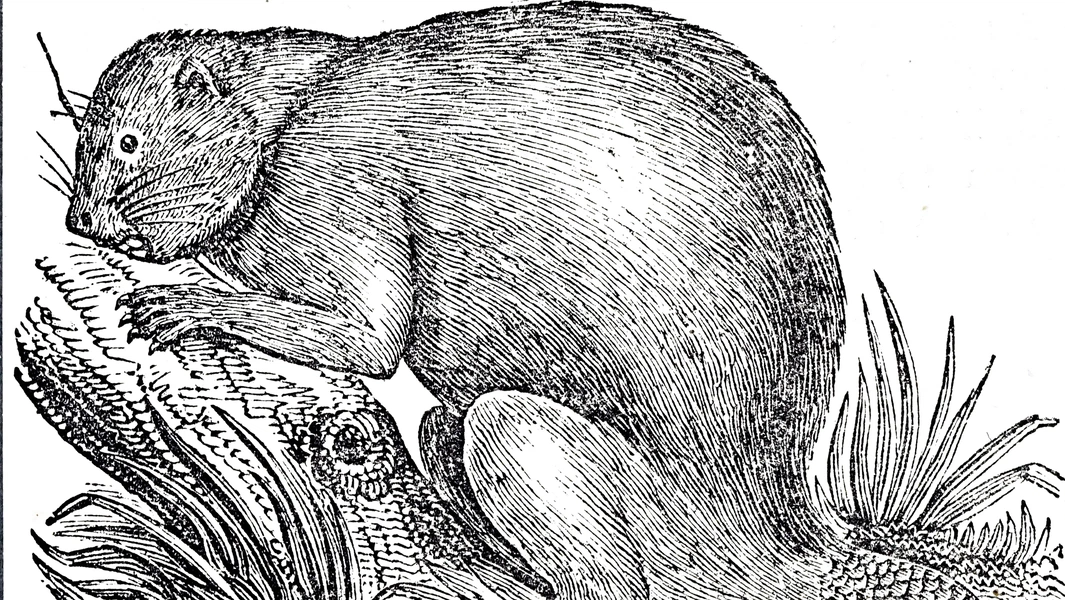 Beaver power is reshaping our wild places