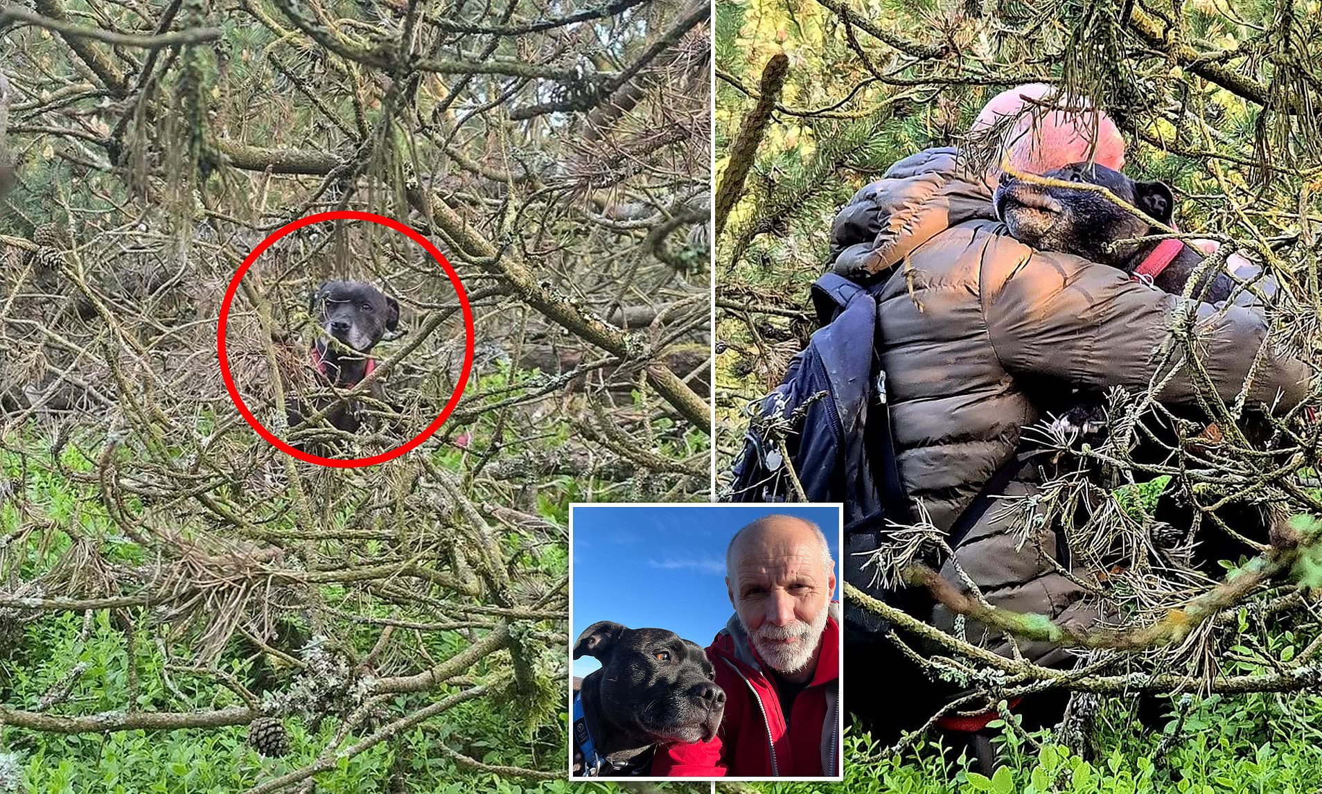 Jock the Staffie is lost in searing heat for three days - before drone ...