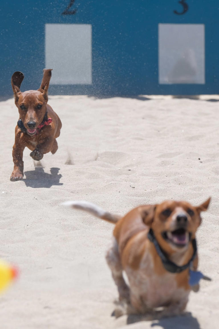 Wiener wonderland at Huntington Beach for 'SoCal Wienerfest'