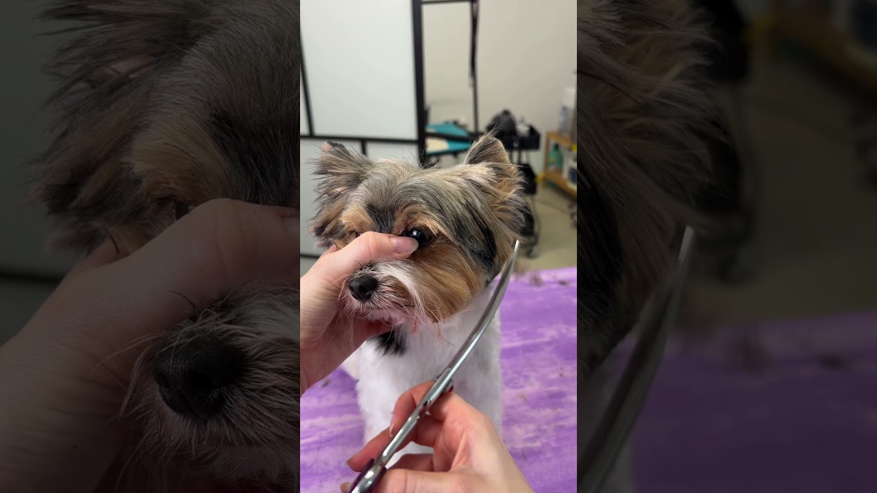 Adorable Biewer terrier gets a fresh makeover | Small dog grooming ...