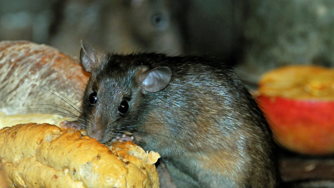 Lord Howe Island insects surge after rodent removal