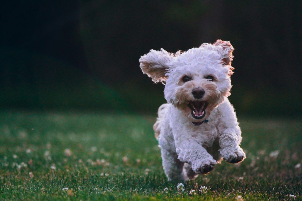 Which dog breeds are actually the most intelligent?