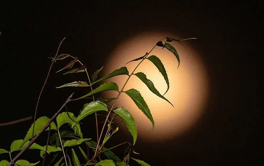 Rare blue micromoon to illuminate May’s final nights