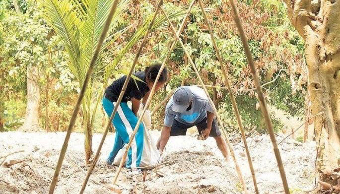 How modern techniques are transforming ube farming in Bohol
