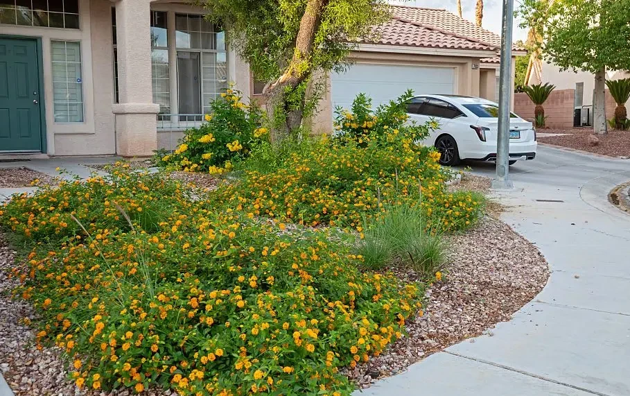 No-mow lawns gain traction as eco-friendly alternative to grass