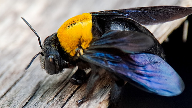 Repel carpenter bees naturally with a stylish solution they can't stand