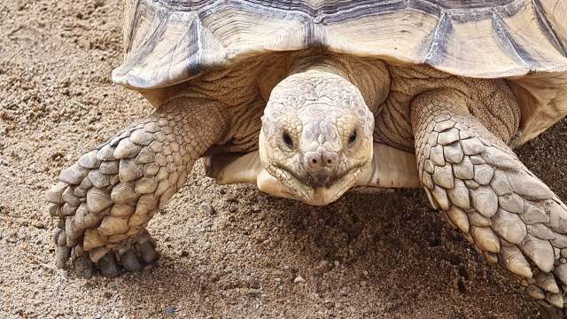 500 tortoises turned the Saharan desert into something that looked ...