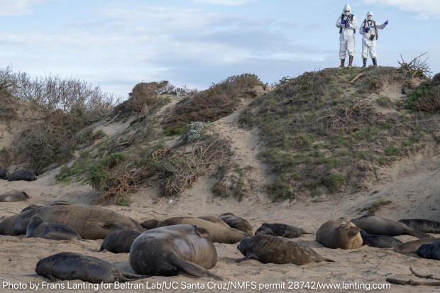 Finding sanctuary: ‘Herculean’ effort combats avian influenza outbreak ...