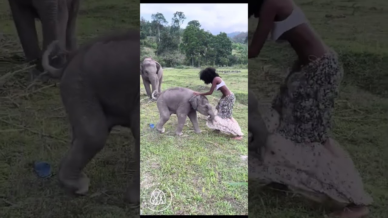 Playful baby elephant rips model's skirt 🐘🐘 World Wild Web
