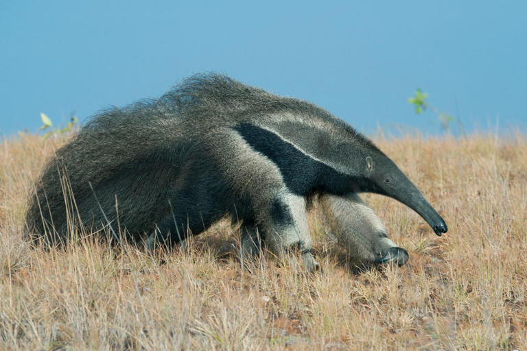 This off-the-beaten-path country has giant anteaters, swimming ...