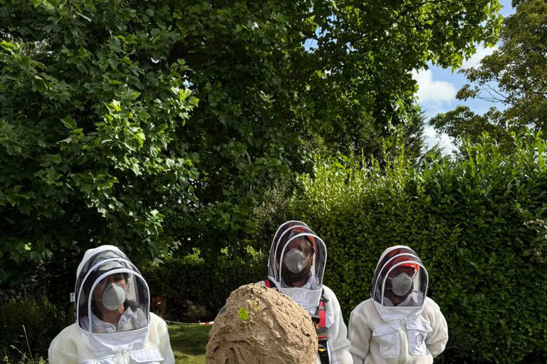 Urgent 'stay vigilant' warning as killer Asian hornets to explode in ...