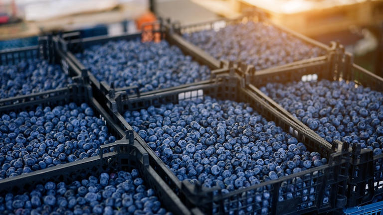 The blueberry myth grocery shoppers keep believing