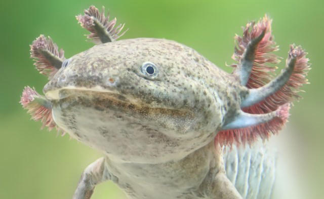 Ancient axolotl relative found near Mexico City was so unusual ...