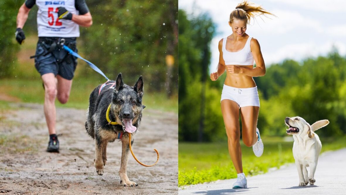 Top 10 best dog breeds for runners and active owners