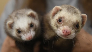Ferret care tips every future owner should know