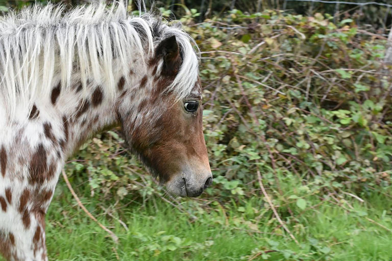 Two rare miniature horses just 2ft tall stolen from farm