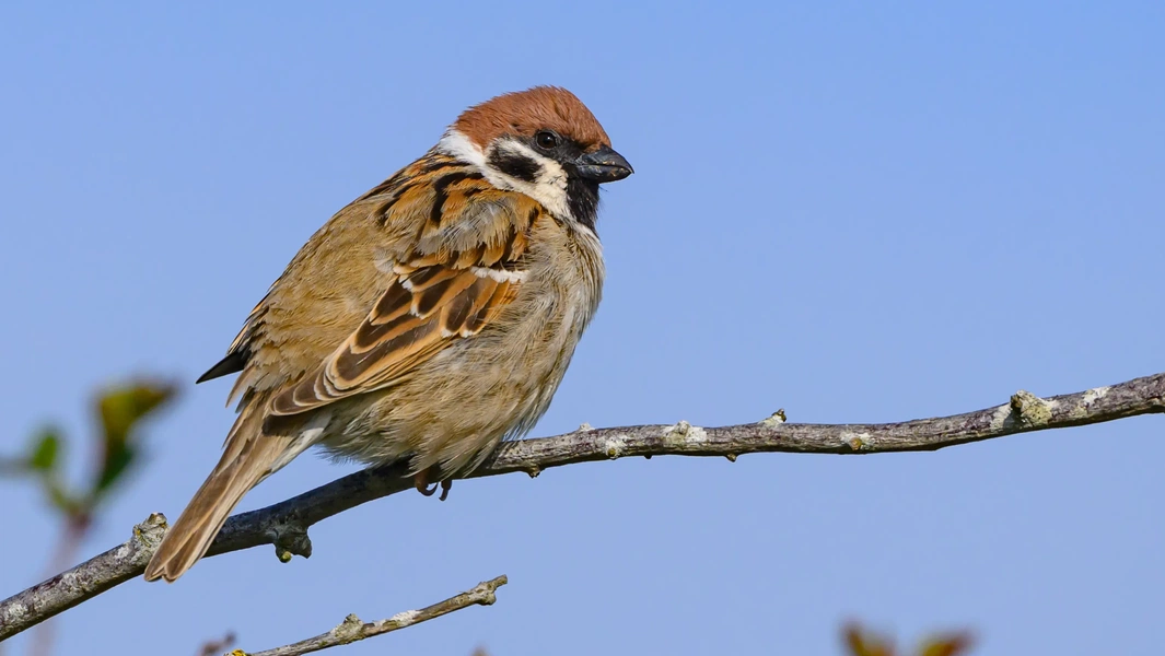 Experts urge homeowners to create sparrow-friendly yards