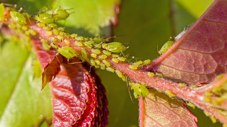 Keep aphids away from your plants with a sweet smell they can't stand