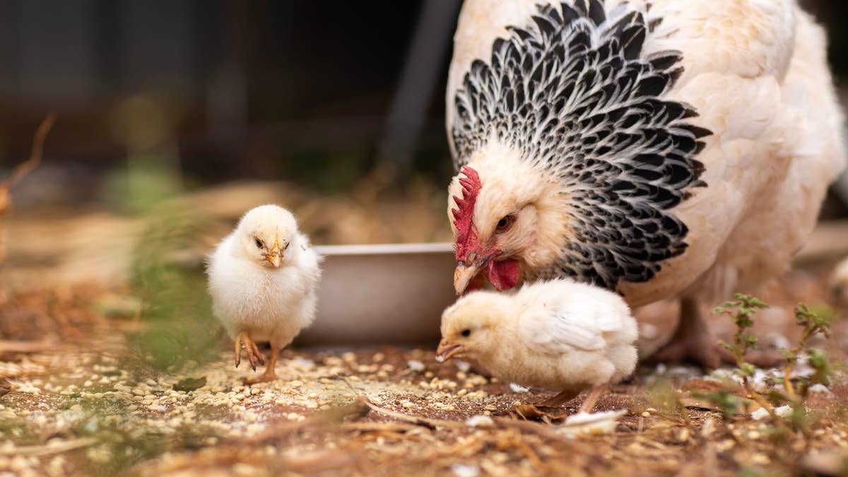 Mama hen accidentally hatched a mix of chicks and ducklings, and the ...