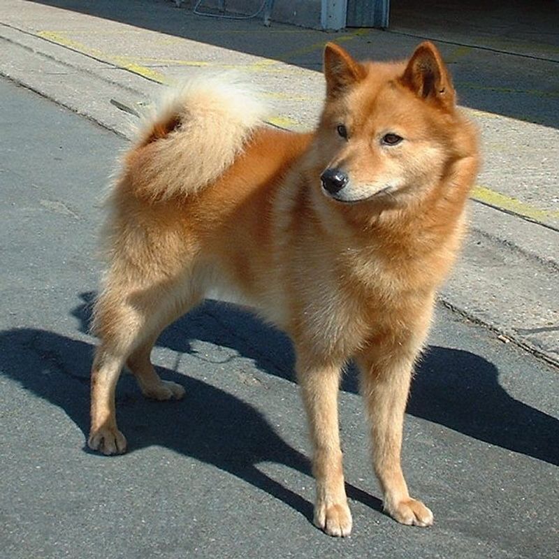 10 breathtaking fox-like dog breeds that combine wild looks with family ...