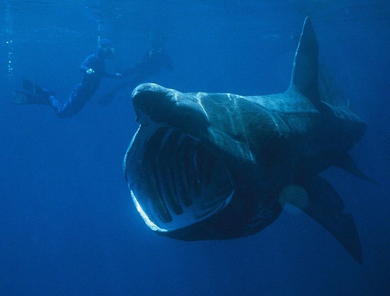 These 15 giant fish are the largest creatures swimming today