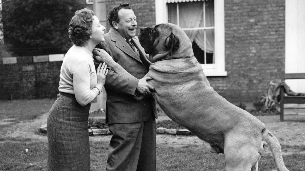 Living big with a gentle giant mastiff
