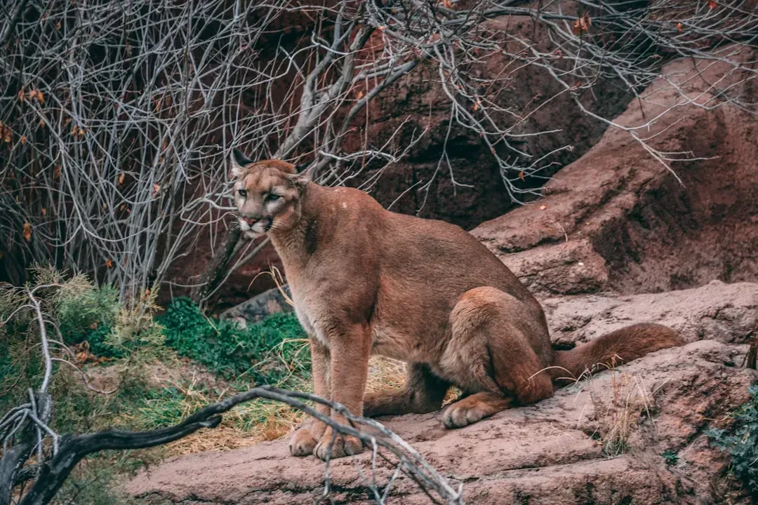 How extreme weather is changing animal behavior across the US