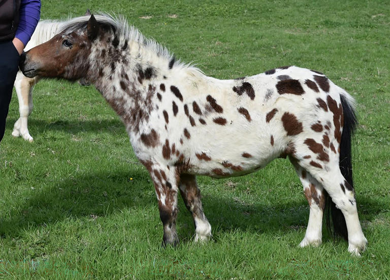 Two rare miniature horses just 2ft tall stolen from farm
