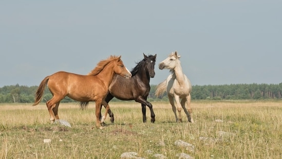 Stabbing at NBHA Las Vegas show? Multiple horses reportedly injured in ...