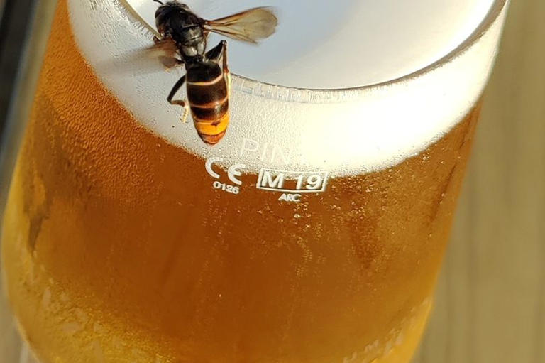 Urgent 'stay vigilant' warning as killer Asian hornets to explode in ...