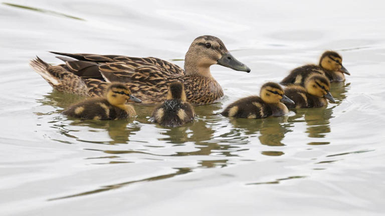 Rescued from a storm drain, this duck family made their hero's backyard ...