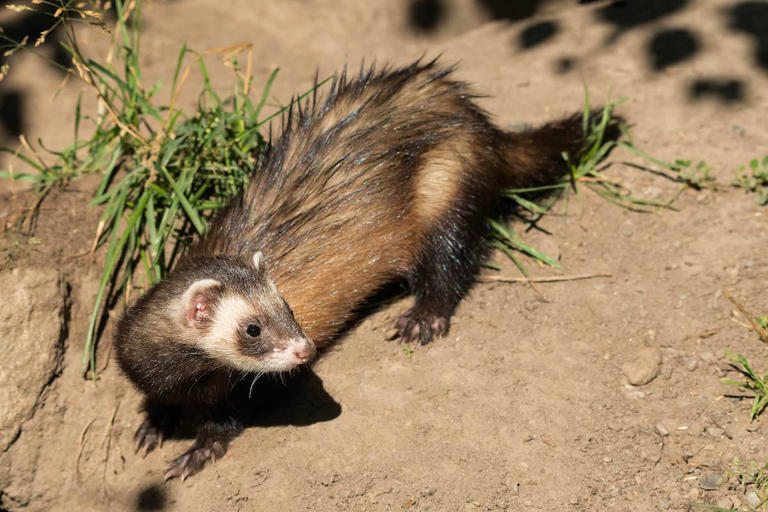 Smithsonian welcomes rare ferret babies, giving conservationists a ...
