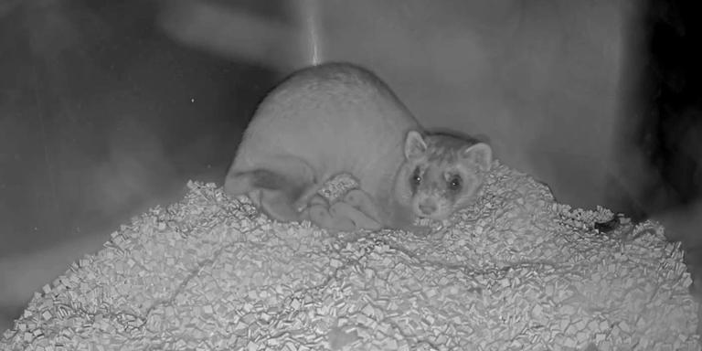 Smithsonian welcomes rare ferret babies, giving conservationists a ...