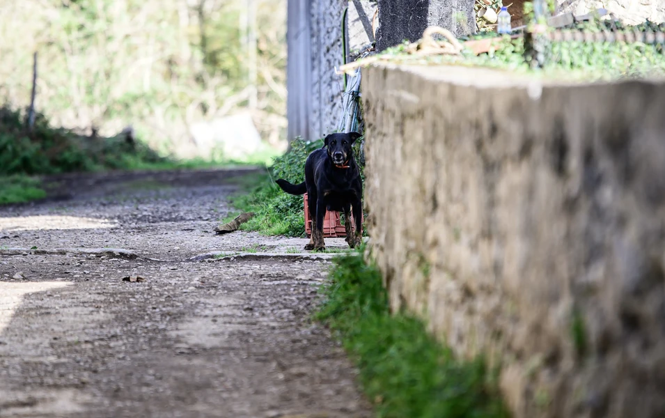 Experts warn poor guard dog training fuels aggression risks