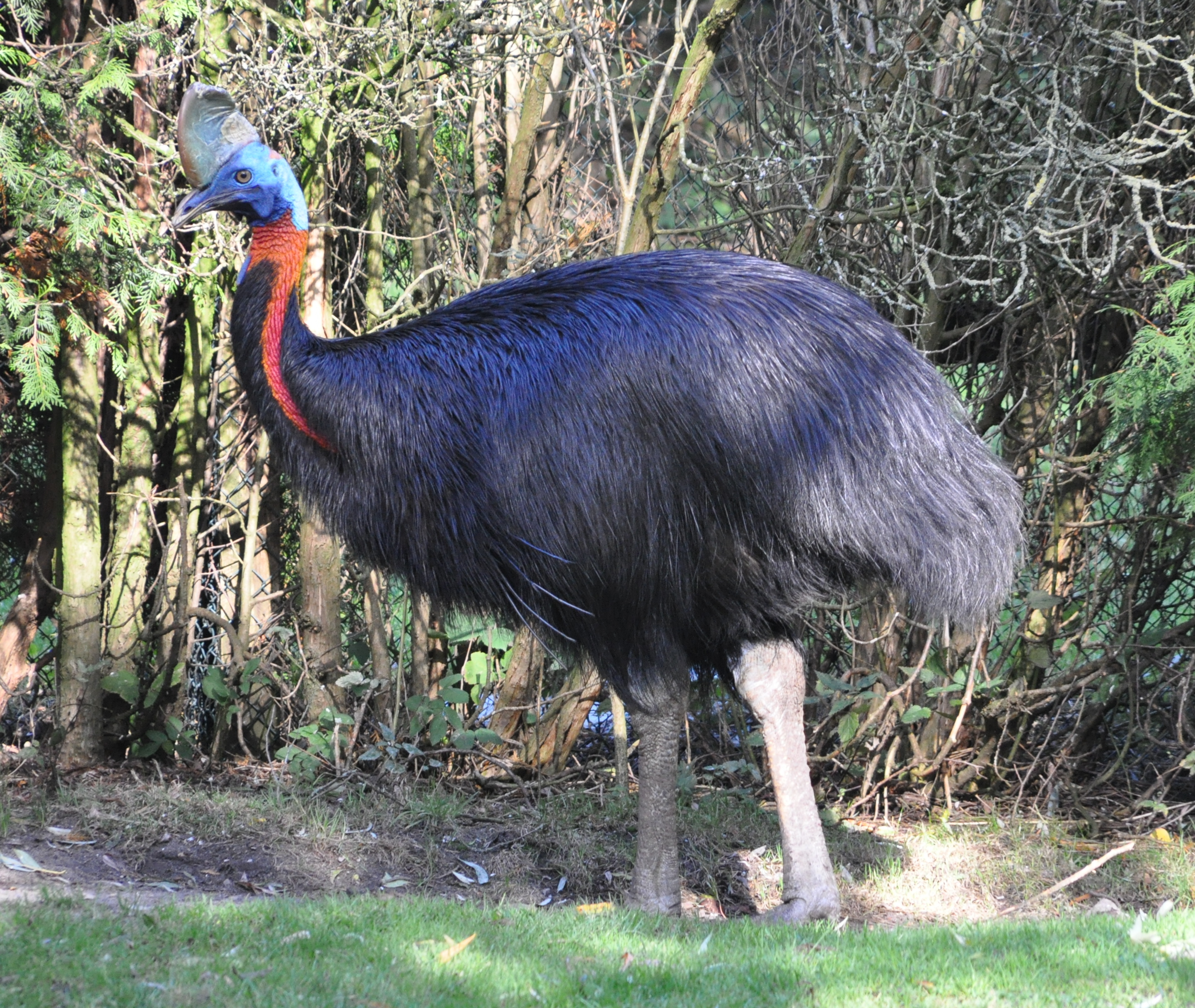 10 wild birds that are deadlier than you think