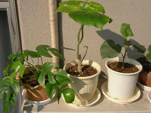 The rubber band trick that makes harvesting leafy greens twice as fast