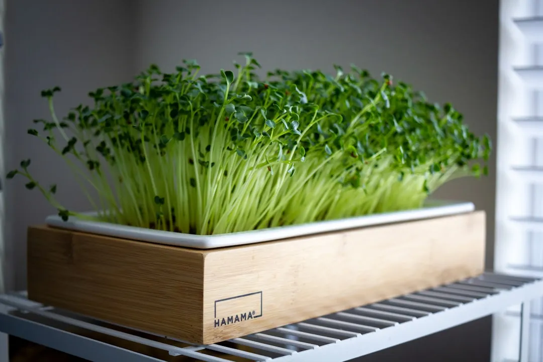 7 fast-growing vegetables you can harvest less than 30 days after planting
