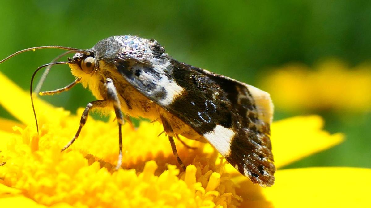 La curiosa mancha de la polilla