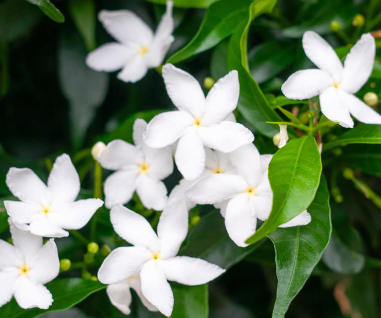 Tell mosquitoes to buzz off with these 4 climbing plants – frame ...