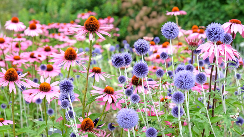 Enhance the look of your summer-blooming perennials with these 20 ...