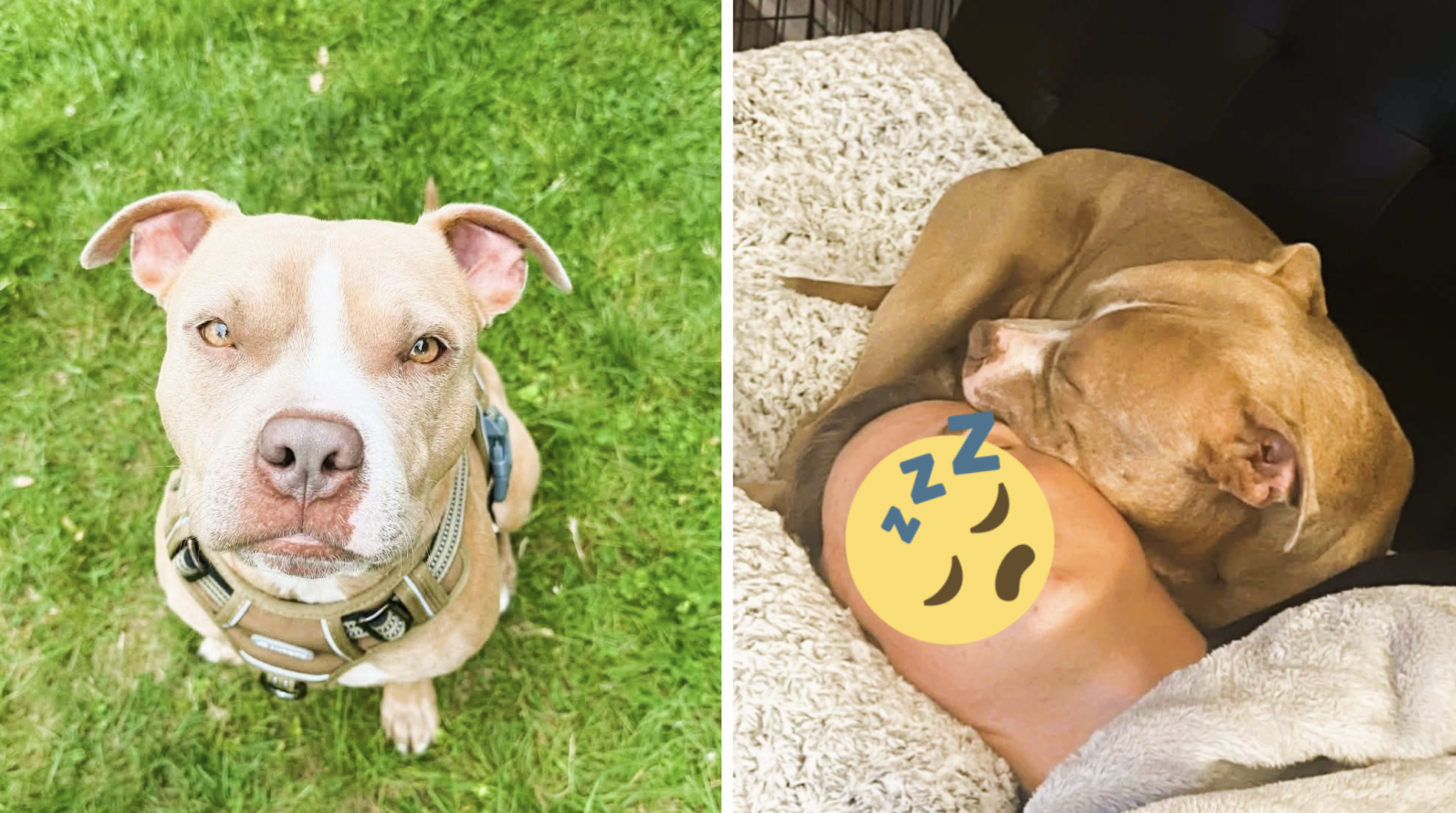 He just got adopted... then deployment orders came: Soldier's beloved ...