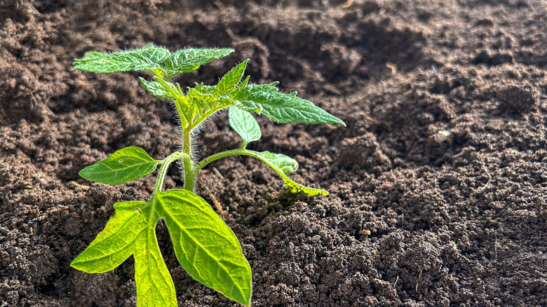Not basil: This tomato plant companion grows as a ground cover to block ...