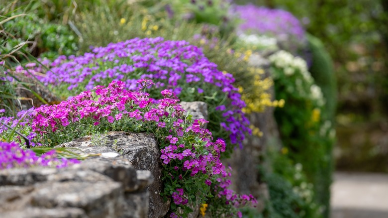 16 beautiful plants that will happily spill over your retaining wall