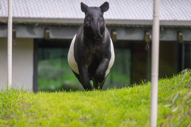 Point Defiance Zoo’s young tapir is moving to a new home