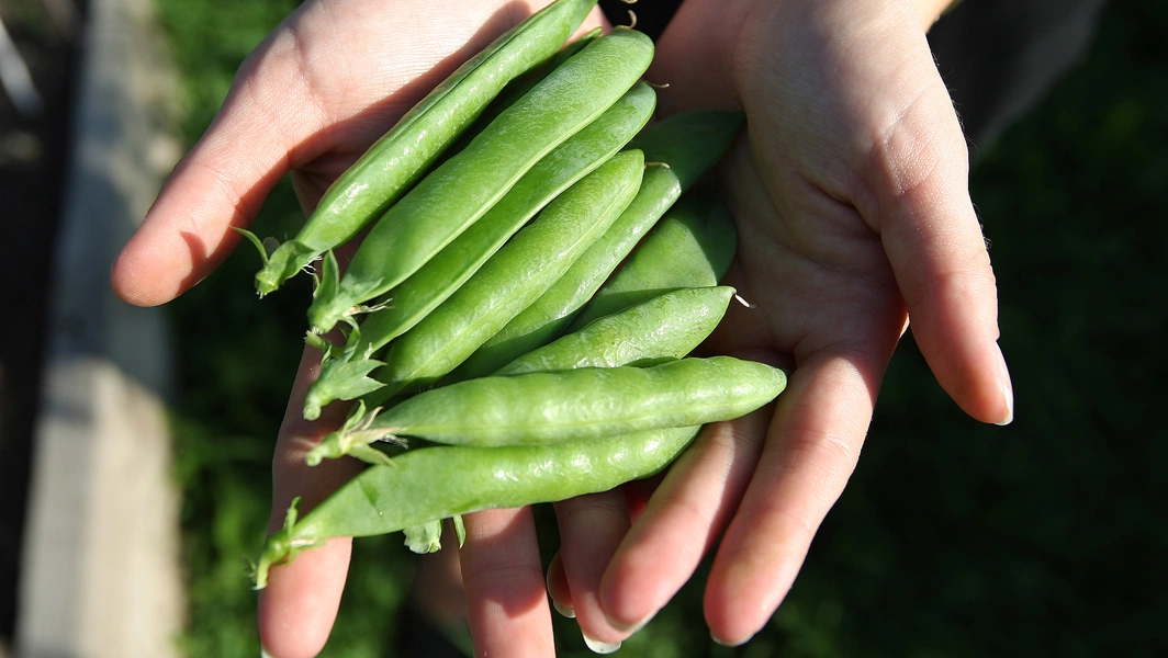 Peas that power your plate and health