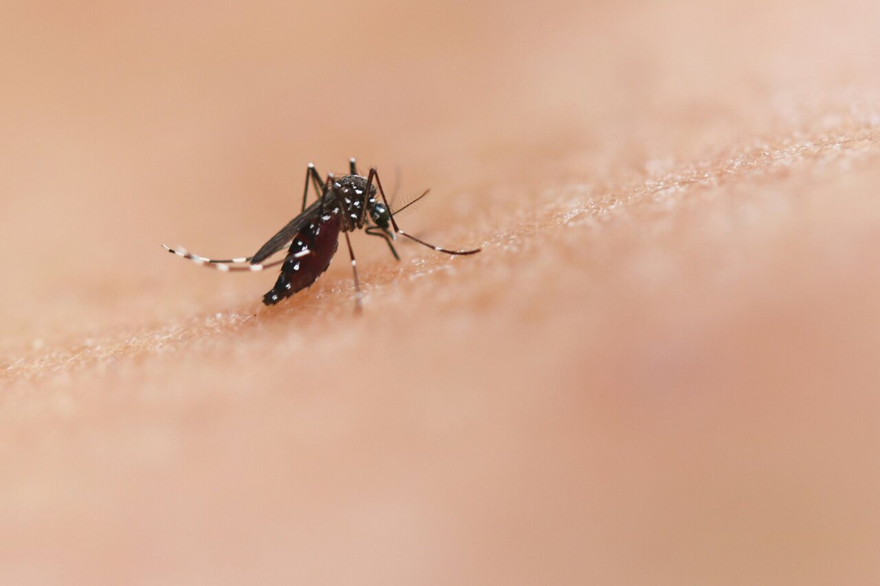 Why some chikungunya virus infections may turn chronic
